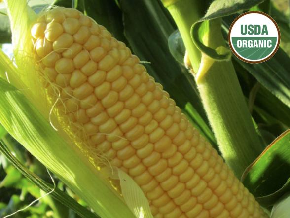 Corn: True Gold Sweet Corn :: Coteau Community Market