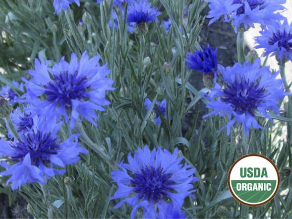 Flower: Blue Boy Bachelor Button :: Coteau Community Market