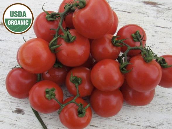 Tomato: Fox Cherry :: Coteau Community Market